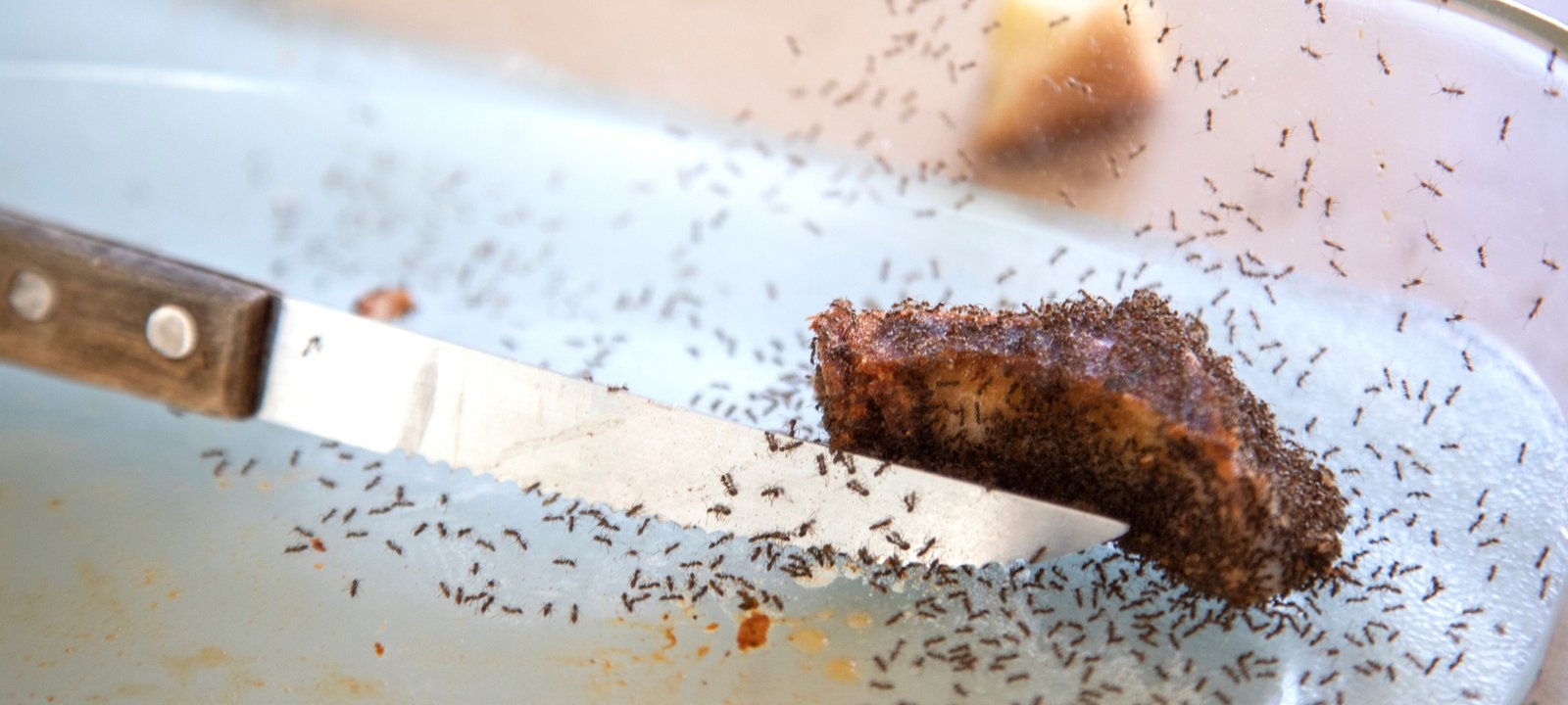 How to Get Rid of Sugar Ants in the Kitchen - Carolina Girl Cooks