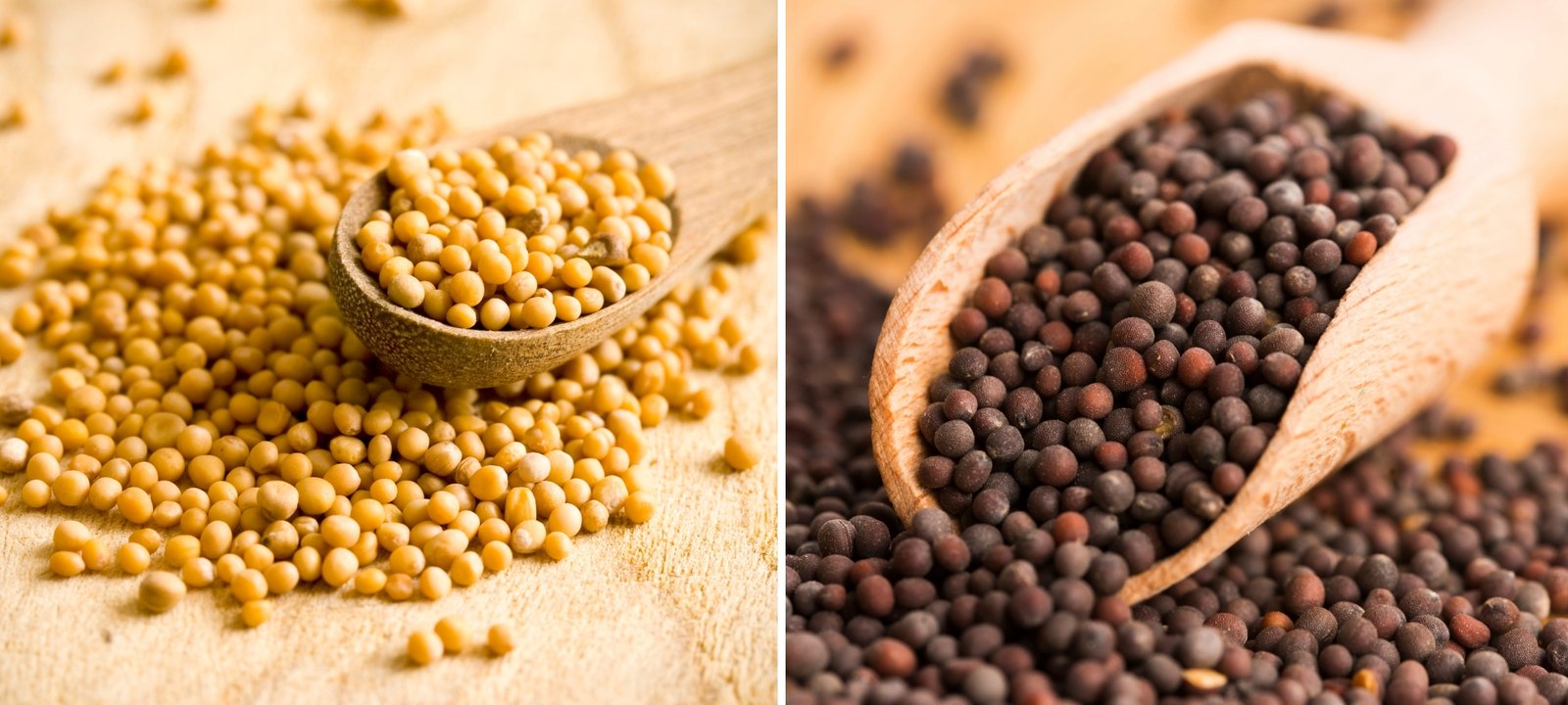 Whole Grain Mustard - Carolina Girl Cooks